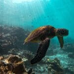 1770 Reef Eco Tours - Lady Musgrave Island & The Great Barrier Reef