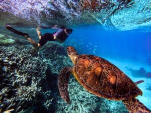 1770 Reef Eco Tours - Lady Musgrave Island & The Great Barrier Reef