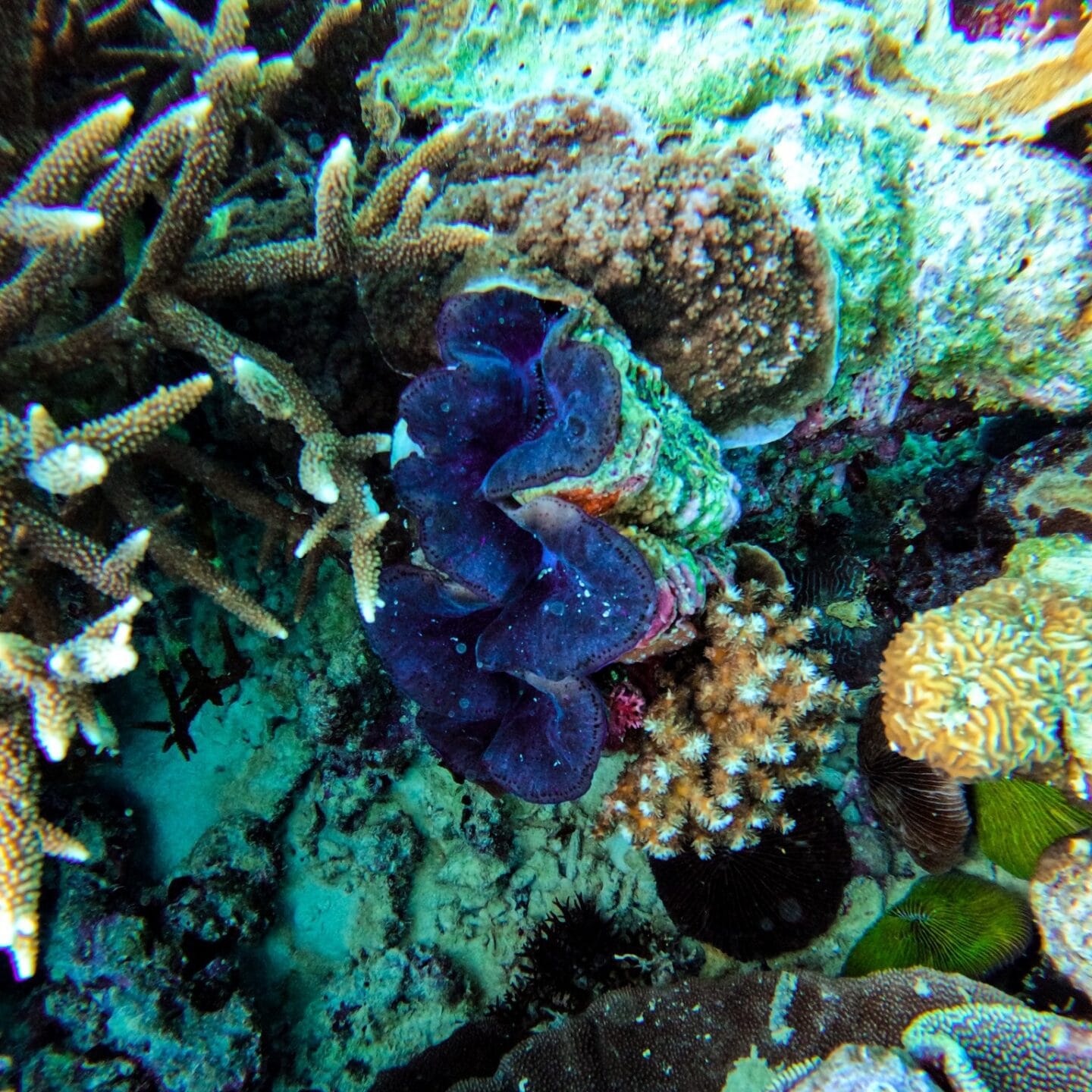 Lady Musgrave Island Tour | 1770 Reef Eco Tours