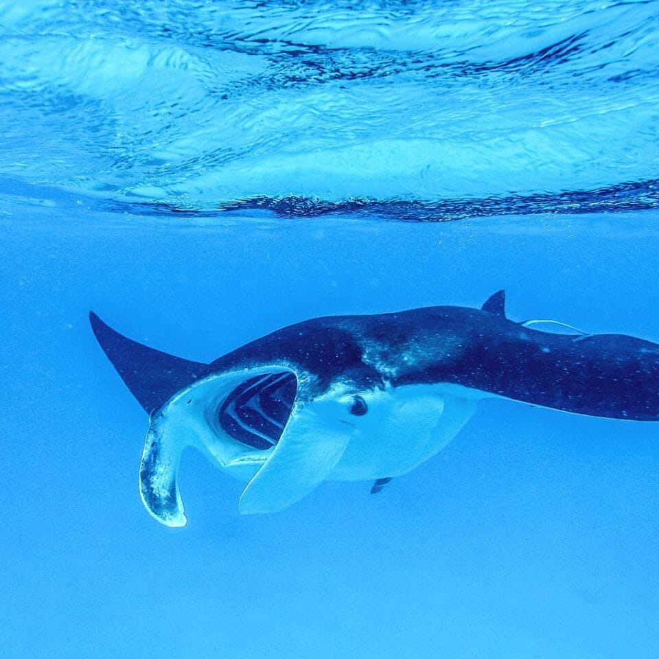 Manta Ray | 1770 Reef Eco Tours