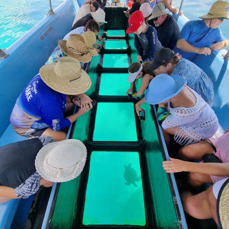 Turtle Watching | 1770 Reef Eco Tours