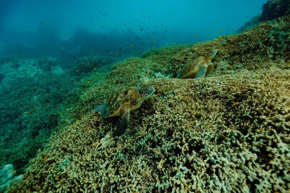 Turtle Watching | 1770 Reef Eco Tours