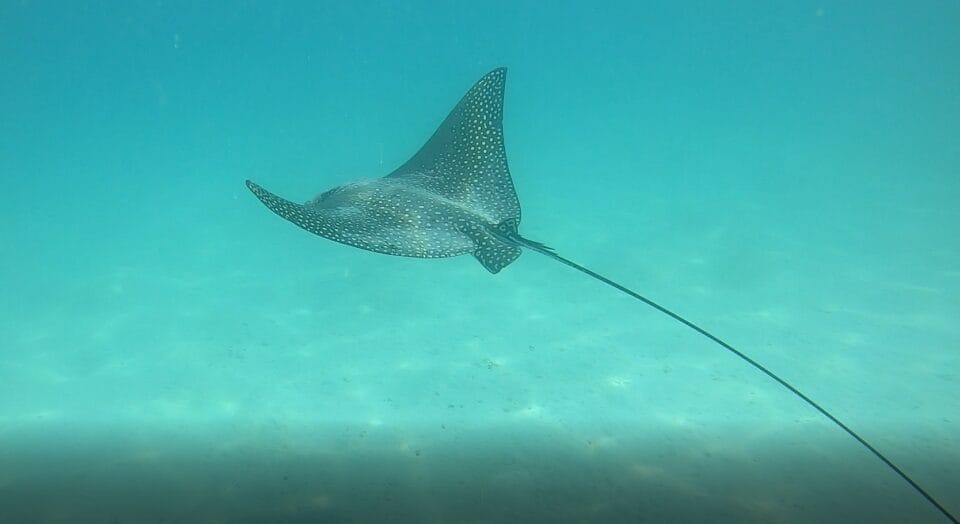 Blue Spotted Lagoon Ray | 1770 Reef Eco Tours