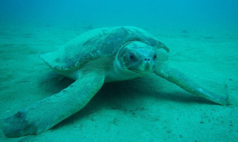 Turtle Watching | 1770 Reef Eco Tours
