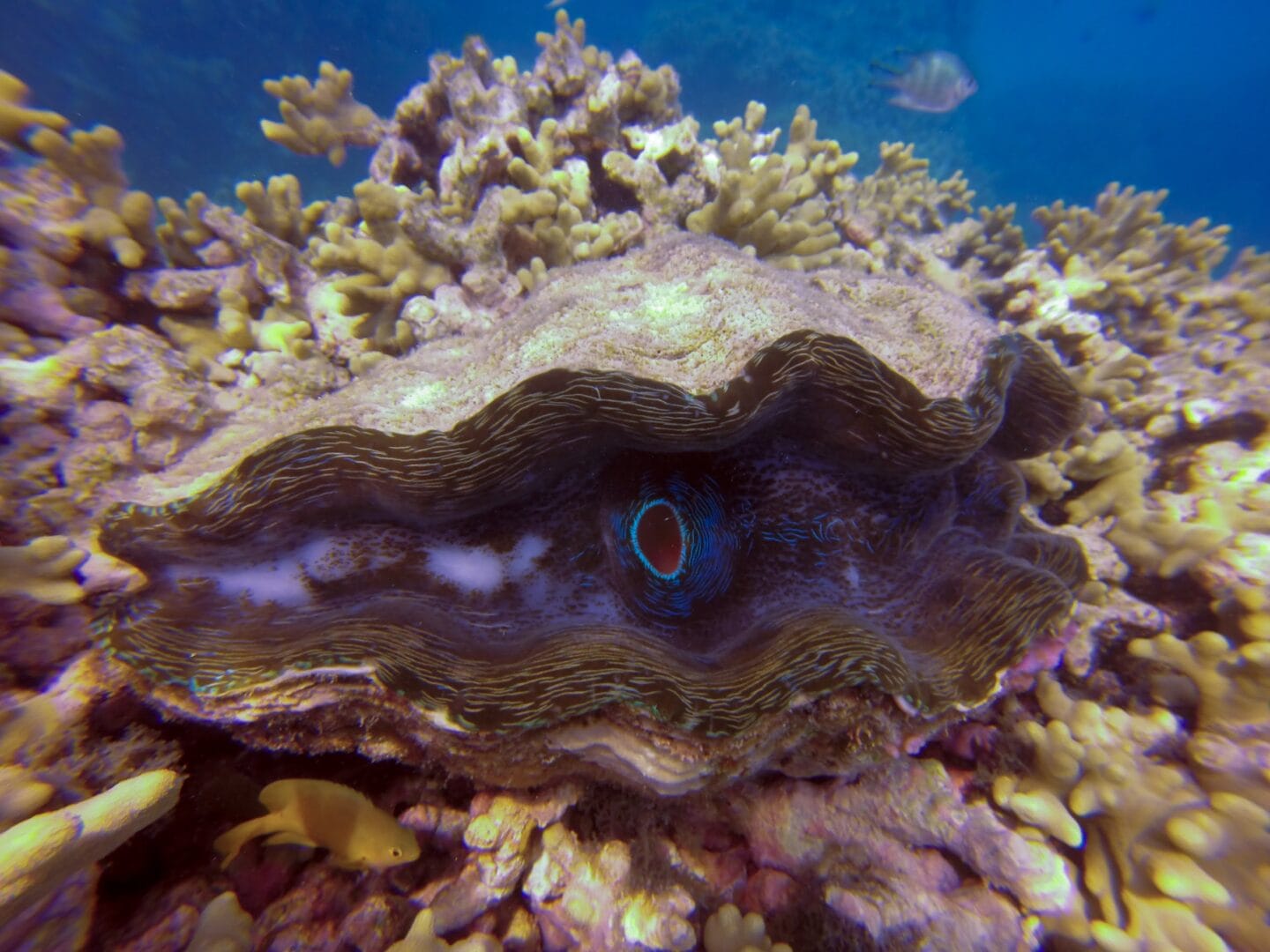 Wildlife | 1770 Reef Eco Tours