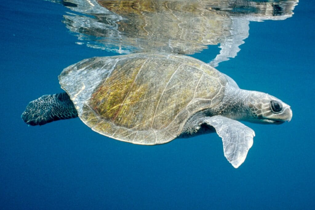 Turtle Watching | 1770 Reef Eco Tours