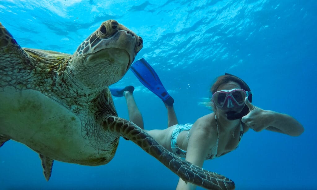 Turtle Watching | 1770 Reef Eco Tours