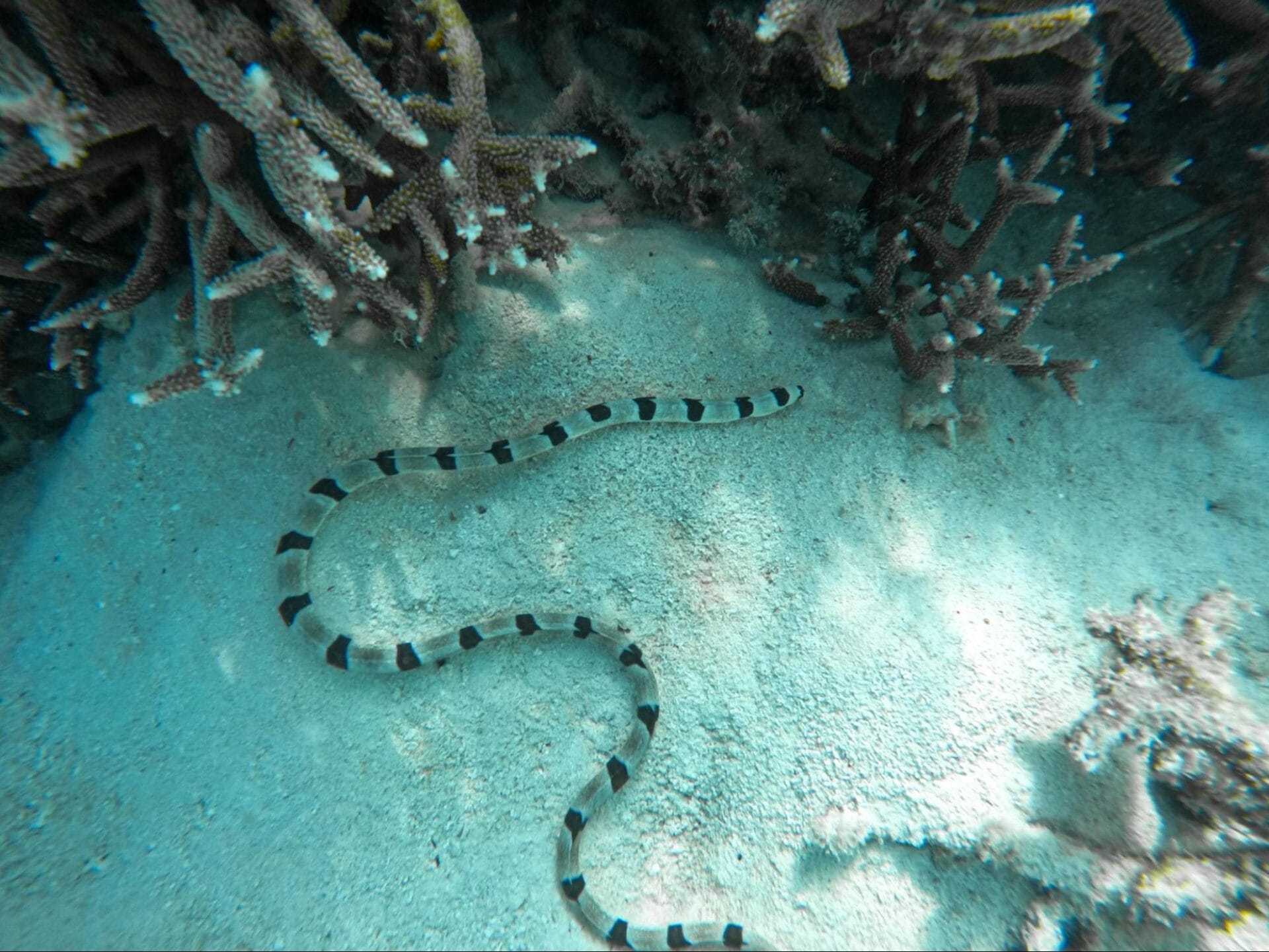 Wildlife | 1770 Reef Eco Tours