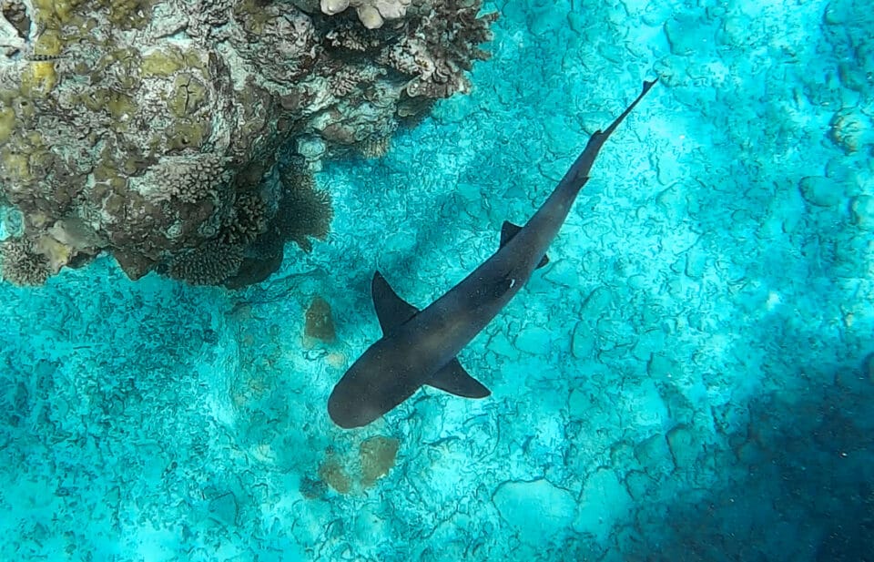 White Tip Reef Shark | 1770 Reef Eco Tours