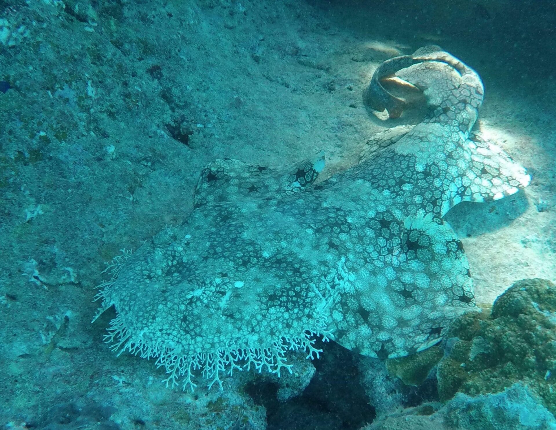 Wobbegong Shark | 1770 Reef Eco Tours