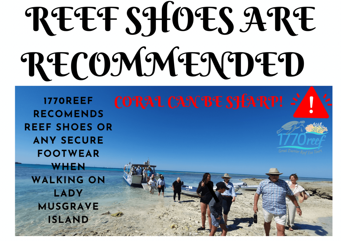 Great Barrier Reef Scuba Diving Tour | 1770 Reef Eco Tours